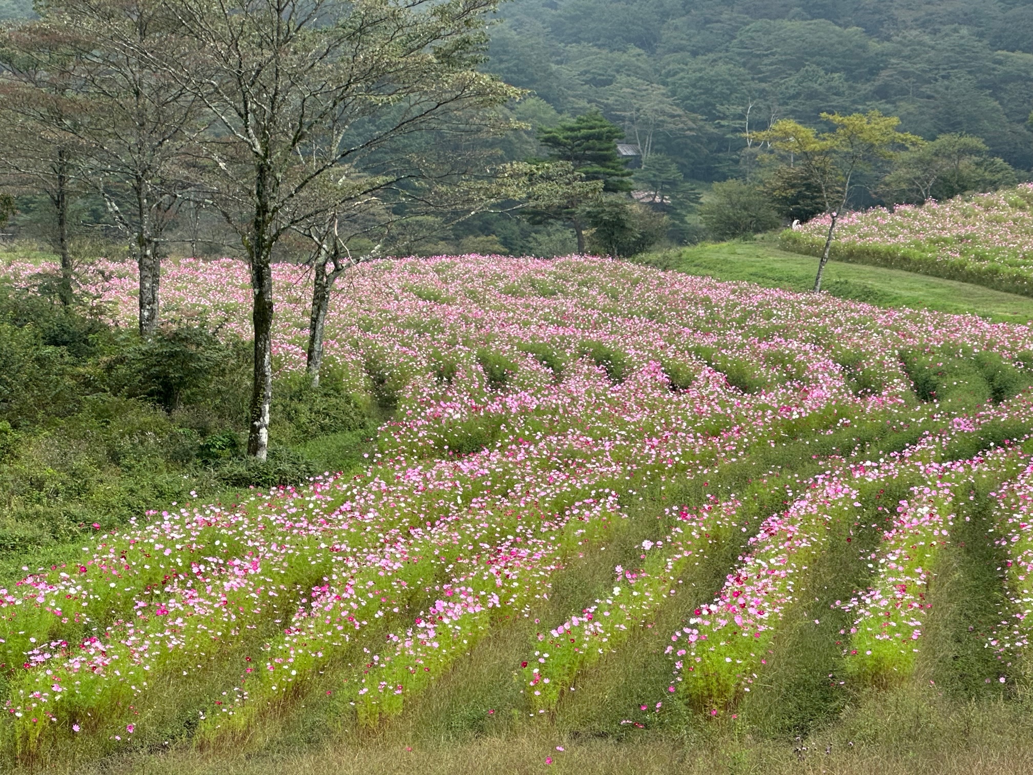 Being with Nature - Isac Newton Thought Leader